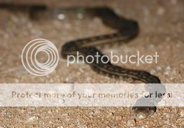 Cape York Peninsula, Queensland | Aussie Pythons & Snakes Forum