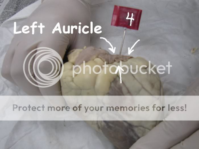 Heart Pictures from Lab: vettech_skwerl — LiveJournal