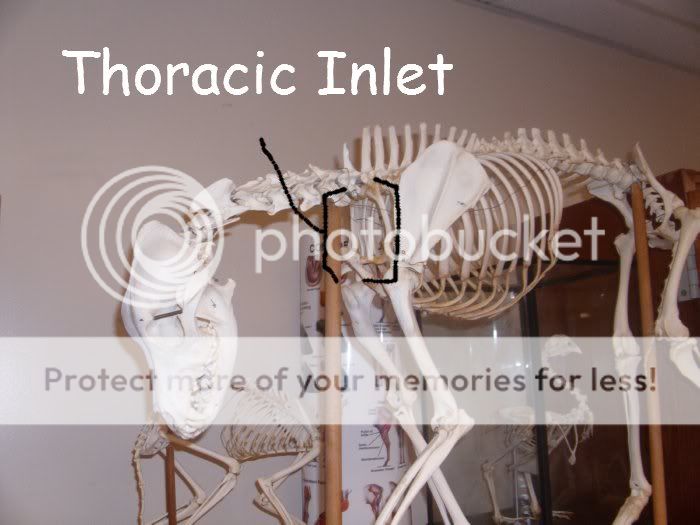 Respiratory System: vettech_skwerl — LiveJournal