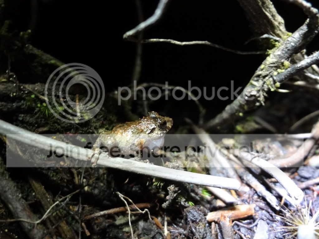 Hello! - New to the forums, not to herping. - Field Herp Forum